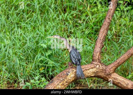 Snakebird, darter, American darter, or water turkey, Anhinga anhinga ...