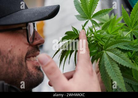 Man wearing a cap smelling the fragrant flowers of a marijuana plant ...