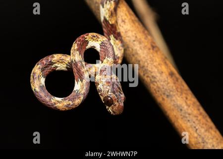 Fiddle string snake, or blunt-headed tree snake (Imantodes cenchoa ...