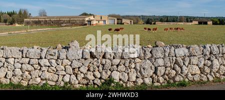 Flock of red sheep on a farm Stock Photo - Alamy