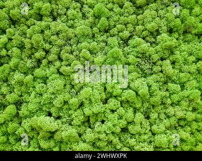 Dried green 3d algae background Stock Photo - Alamy