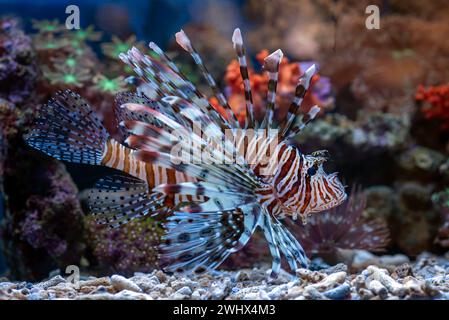 Poisonous lion fish showing its sharp fins Stock Photo - Alamy