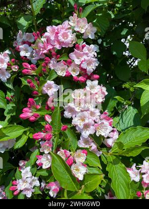 Rosa Bluhender Strauch Im Mai