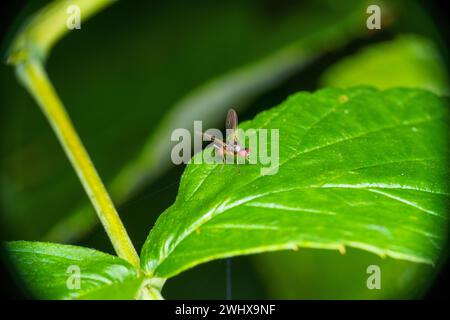 Sepsis punctum Family Sepsidae Genus Sepsis fly wild nature insect ...
