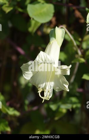 Cobaea pringlei, Cathedral bell Stock Photo - Alamy