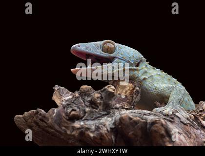 Tokay gecko, Gekko gecko, close-up profile of head, with eye with ...
