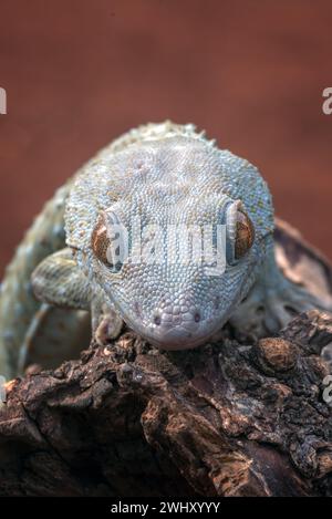 Tokay gecko, Gekko gecko, close-up profile of head, with eye with ...
