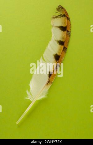 Close-up of feather plume Object on a White Background Stock Photo - Alamy