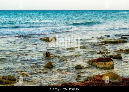Stones rocks corals with seagrass in water on beach Mexico Stock Photo ...
