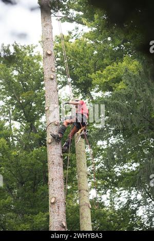 aborist working at height during tree care and tree pruning aborist ...