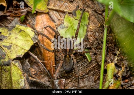 Wandering Spiders (Ctenidae Stock Photo - Alamy