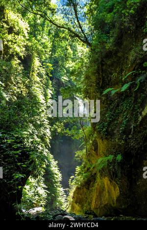 waterfall in forest, digital photo picture as a background Stock Photo ...