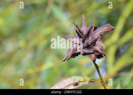 Willow petaled gall or rose gall, deformed shoot of a white willow tree ...
