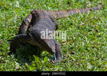 Big monitor lizard walking on a grass Stock Photo - Alamy