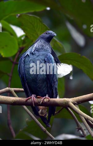 Portrait of a colorful Nicobar Pigeon Stock Photo - Alamy