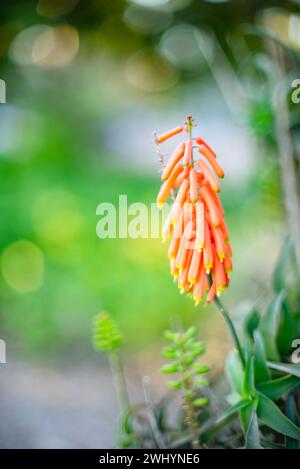 Closeup shot of Torch Lily or Red Hot Poker flower on a blurred ...