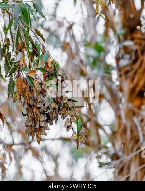 Monarchs, Breeding, Eucalyptus Tree, Santa Barbara, California, Orange ...