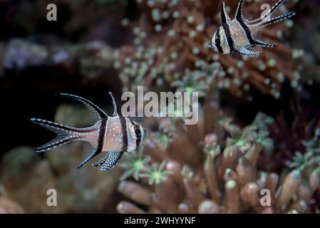 Beautiful banggai cardinal fish at coral reef Stock Photo - Alamy