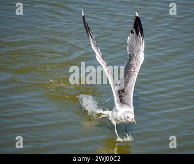 California Seagulls, Closeup Views, Standing, Flying, Stretching ...