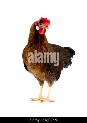 Italian partridge chicken isolated on white background Stock Photo - Alamy