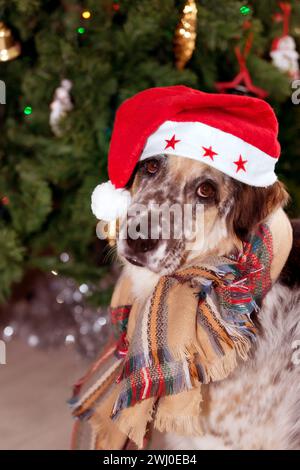 Christmas decoration. Santa Claus with the large gift box is isolated ...