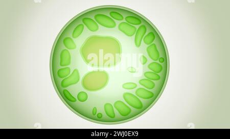 3d rendering of Algae cells, contain three types of organelles: the ...