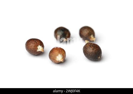 Seed of Washingtonia robusta Mexican Fan Palm on white background, top ...