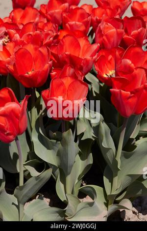 Tulip Lalibela, red flowers in spring sunlight Stock Photo - Alamy
