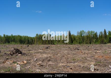 clearing of the territory from the old fallen forest Stock Photo - Alamy