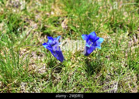 Gentiana alpina is an annual plant native to Alps, Pyrenees and Sierra ...