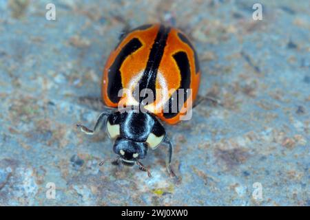 Coccinella miranda. A species of ladybug endemic to the Canary Islands ...