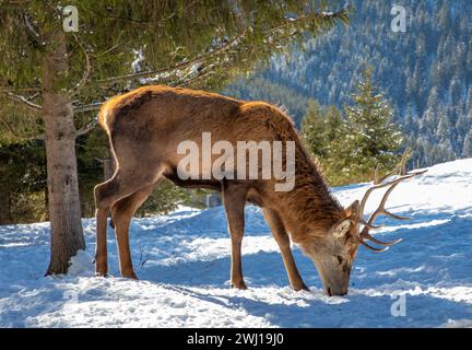 A young male Carpathian deer at the deer farm in Darmoxa, Romania Stock ...