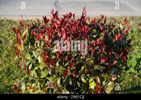 A photinia fraseri red robin shrub with red and green leaves in a ...