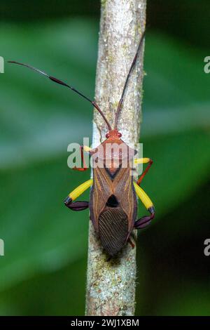 Leaf-footed bug (family Coreidae) on a leaf. This family of insects is ...