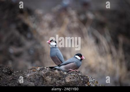 Java sparrows, also known as Java finches on a rocky landscape on the ...