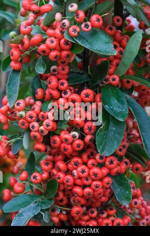PYRACANTHA SAPHYR ROUGE CADROU. FIRETHORN Stock Photo - Alamy