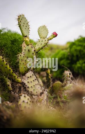 Subtropical plant prickly pear cactus in natural habitat. Natural ...