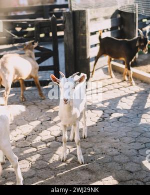 Typical South American goats on a farm Stock Photo - Alamy