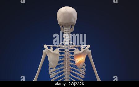 d rendered illustration of a human skeleton with broken scapula injury ...
