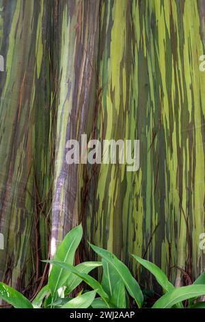 Rainbow eucalyptus tree trunk in Sítio Burle Marx, Guaratiba Stock ...