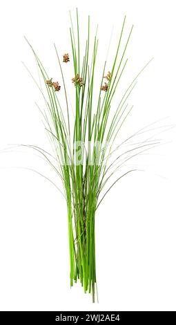 3D rendering of a common rush plant or Juncus effusus isolated on white ...
