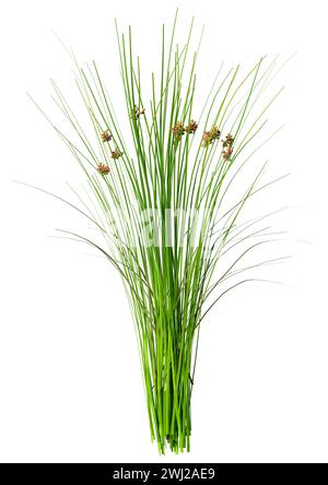 3D rendering of a common rush plant or Juncus effusus isolated on white ...