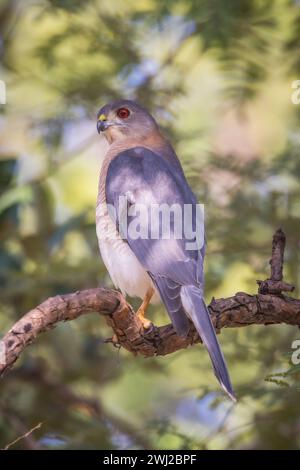 Shikra - Accipiter badius, beautiful bird of prey from African and ...
