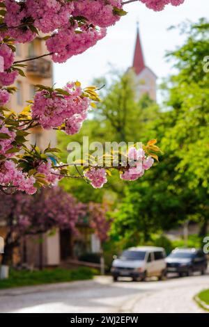 The cherry tree blossom view with the blurred natural background ...