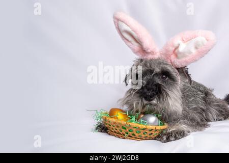 domestic rabbit lying in straw basket with painted easter eggs Stock ...