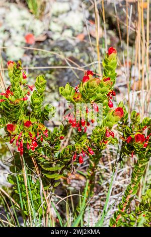 Ohelo Berries (Vaccinium reticulatum) in Hawaii Vocanoes National Park ...