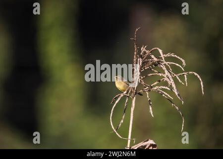 Tickell's Leaf Warbler, Phylloscopus affinis, Sikkim, India Stock Photo ...