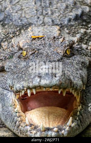 An angry looking crocodile at the Saigon zoo Stock Photo - Alamy