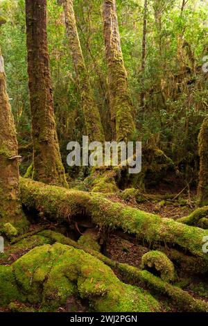 The tall Huon Pine trees in the Tahune Forest near Geeveston Tasmania ...