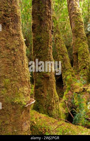 Huon pine trees at Heritage landing on the Gordon river on the west ...